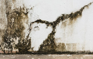 Mold Remediation Services Near You | Best Buy Waterproofing
