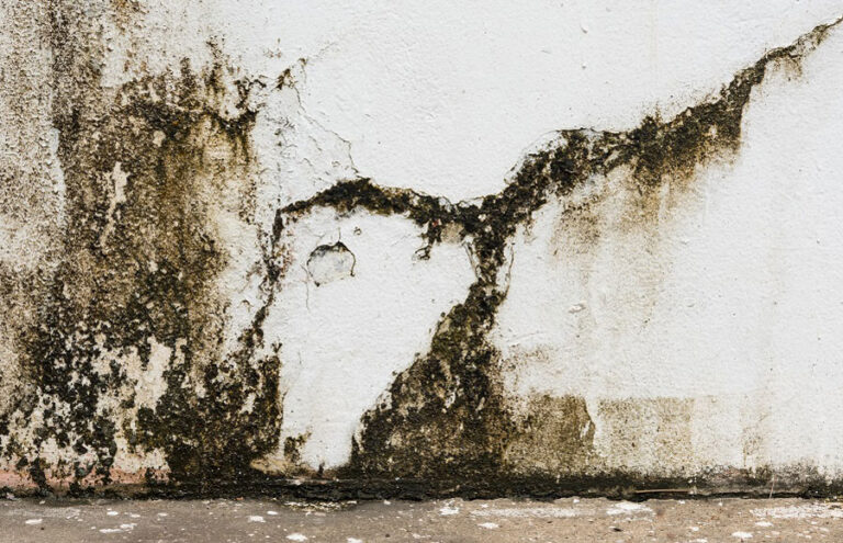Mold Remediation Services Near You | Best Buy Waterproofing